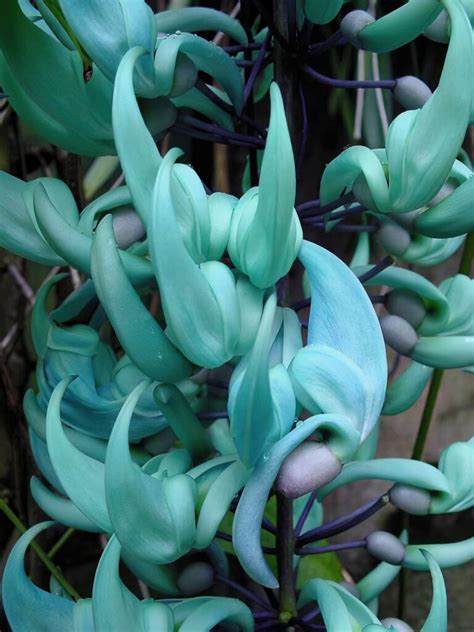 Jade Vine Strongylodon Macrobotrys Ausemade