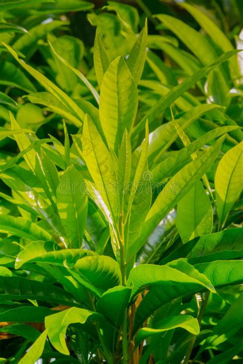 绿色波基阳光背景上的绿叶图片 包图网企业站