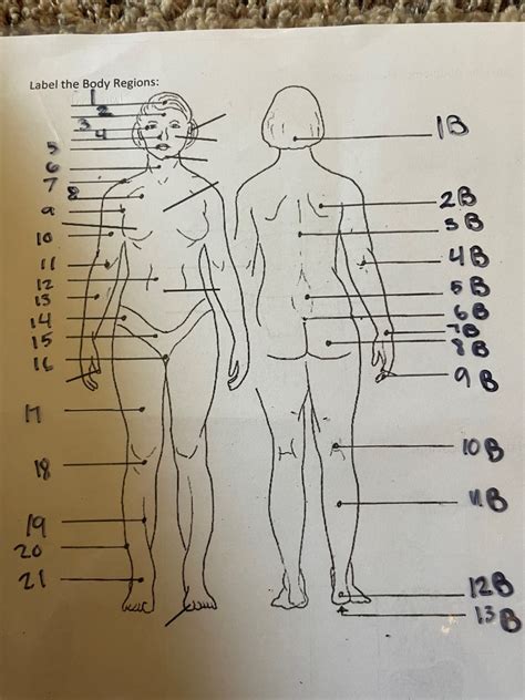 Test Review A P Diagram Quizlet