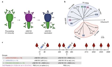 Nature子刊：基于嵌合血凝素的通用流感疫苗，提供长期保护无需重新接种 生物探索