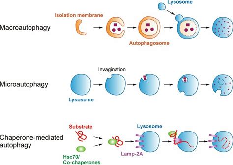 Three Distinct Modes Of Autophagy In Macroautophagy Newly Generated Download Scientific