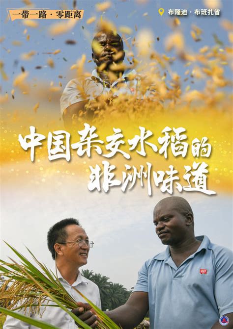 一带一路零距离丨中国杂交水稻的非洲味道 凤凰网资讯 凤凰网