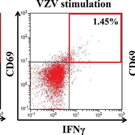 The Flow Cytometry Dot Plots In An Immunocompetent Patient Negative