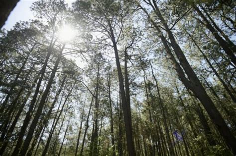 Incendios Han Afectado 8 Mil 500 Hectáreas De Bosque