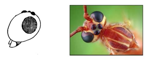 Entomology Exam 3 Flashcards Quizlet