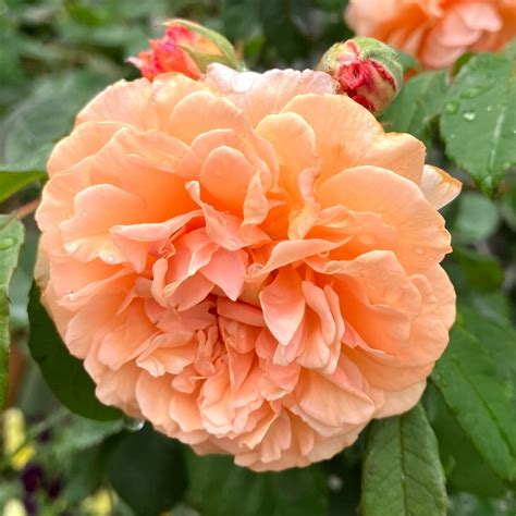 鮮やかオレンジ Manaのブログ