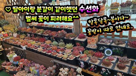 자리확보~화분줄이기 분갈이 ♥ 커피한잔과 다육멍불금 최고의 아침예요옥상다육 레드베리후레뉴슈가젤리산반금 Youtube