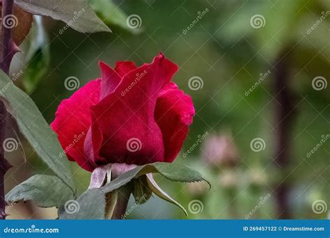 Rosa Cinnamomea Or Cinnamon Rose Red Bud In The Garden Design Stock