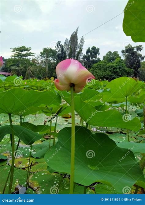 Flores De Loto Con Gradaciones De Rosa Y Blanco Entre Las Hojas De Loto