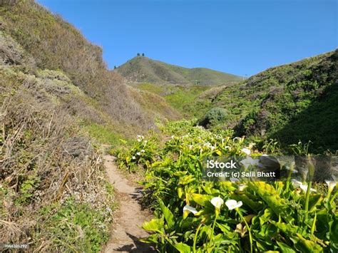 The Calla Lily Hiking Trail In Garrapata State Park Big Sur California
