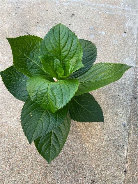 Big Leaf Hydrangea Single Stalk Furniture And Home Living Gardening Plants And Seeds On Carousell
