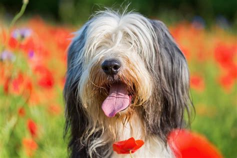 Malattie più comuni del Bearded Collie quali sono sintomi e cure