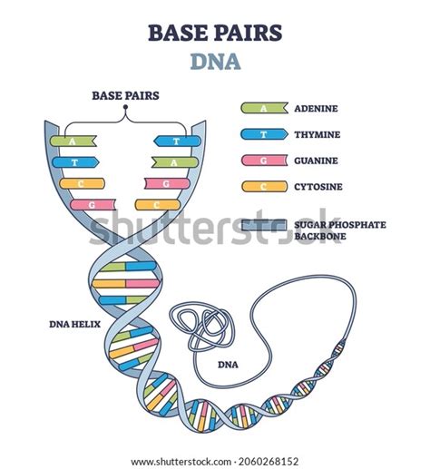 Base Pair Dna Structure