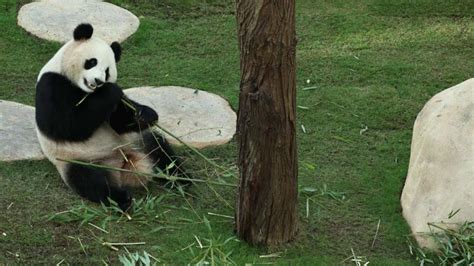 منتزه الخور يحاكي جبال مينشان الصينية تعرفوا إلى بيت الباندا في قطر التلفزيون العربي