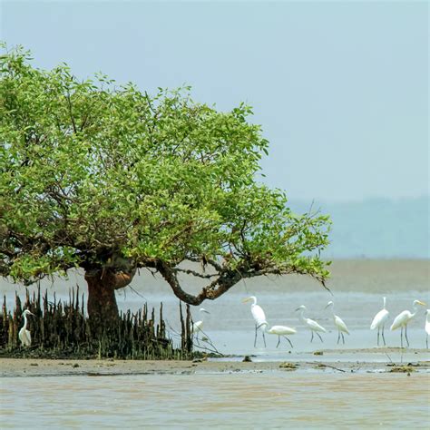 Coringa Wildlife Sanctuary Kakinada Complete Guide