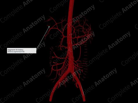 Segment Vii Artery Complete Anatomy
