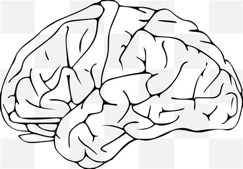 1280 X 891 Px Explore The Intricacies Of Human Brain Anatomy With