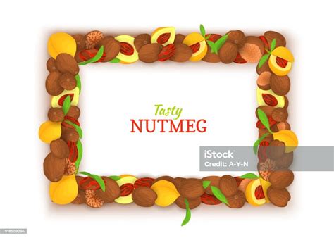 사각형 가로 프레임 구성 맛 있는 육 두 구 벡터 카드 그림입니다 프레임 셸에서 육 두 구 과일 건강 식품의 포장 디자인에 대