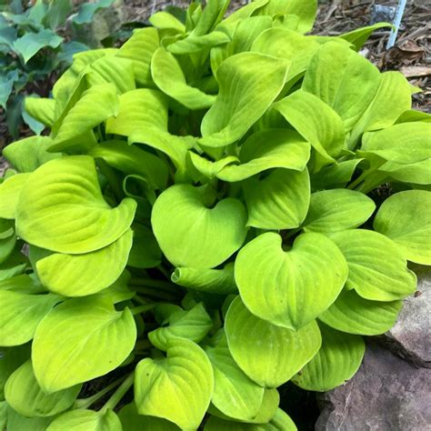 Hosta 'Sun Mouse' Mini Hosta from Hoffie Nursery