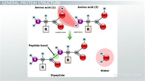 Quaternary Structure Of Protein Definition Lesson Quiz