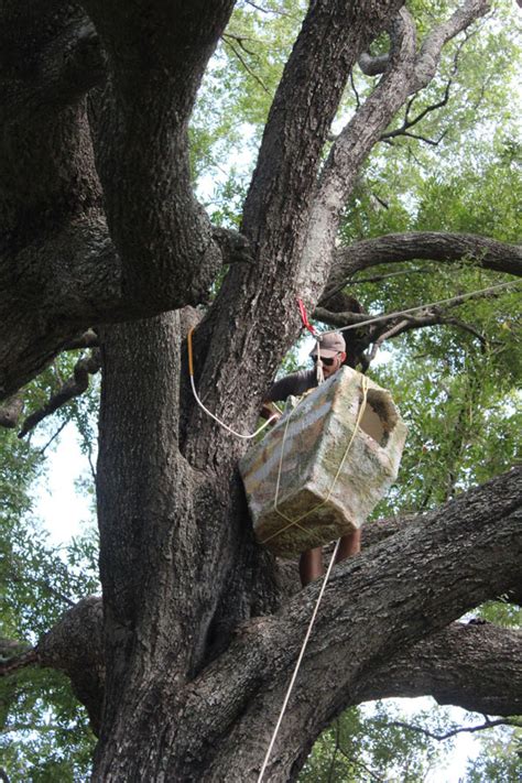 Ground Hornbill Nesting Site Selati Wilderness Foundation