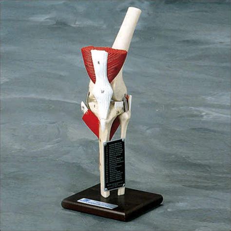 Deluxe Knee Joint Model On Stand Medwest Medical Supplies