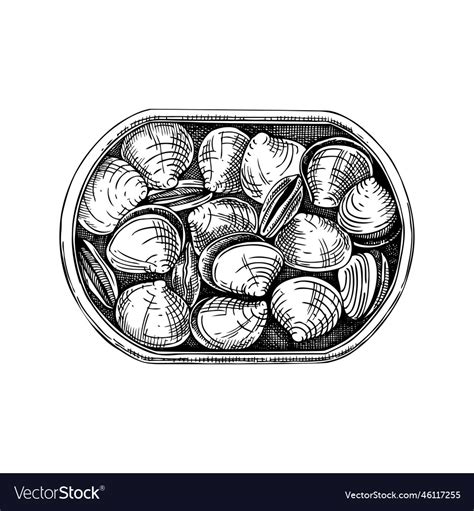 Canned Clam Shells In Opened Tin Can Tinned Vector Image