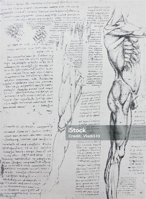 해부학 노트 다리 발 레오나르도 다빈치의 원고 레오나르도 다 빈치에 대한 스톡 벡터 아트 및 기타 이미지 레오나르도 다 빈치