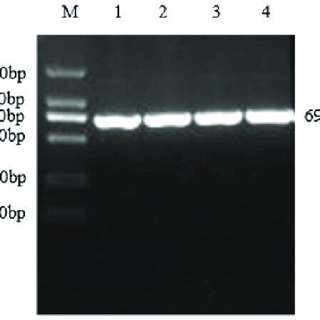 PCR Products Of SHSP26 Gene In Soybean Note M DL2000 DNA Marker 1 4