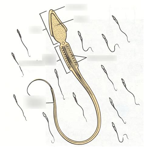 Spermatozoïde Diagram Quizlet