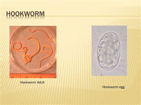 Ppt Parasite Identification Powerpoint Presentation Free Download Id 2324038