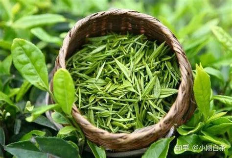 白毫银针属于绿茶吗 知乎