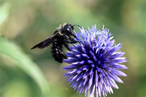 黒い蜂の種類は？日本の9種類と黒い蜂みたいな虫を紹介 ハチお助け本舗