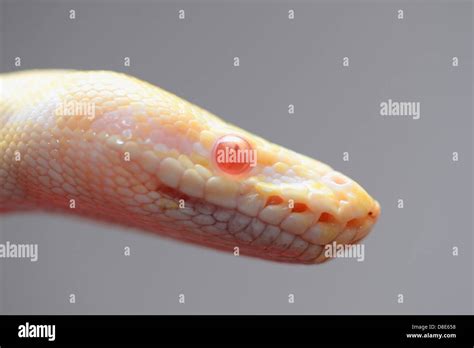 Burmese Python Python Molurus Bivittatus Albino Stock Photo Alamy