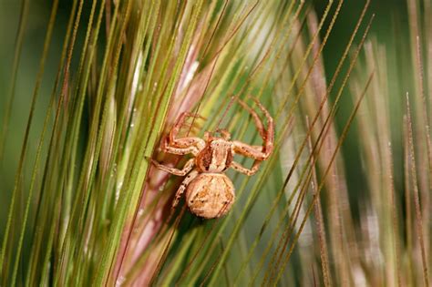 Premium Photo Cute Small Spider In Its Habitat