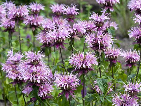 Monarda Beauty of Cobham flowering in a garden 9837094 Stock Photo at ...