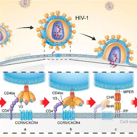 Ectodomain Structure Of Hiv 1 Env Trimer A Schematic Diagram Of