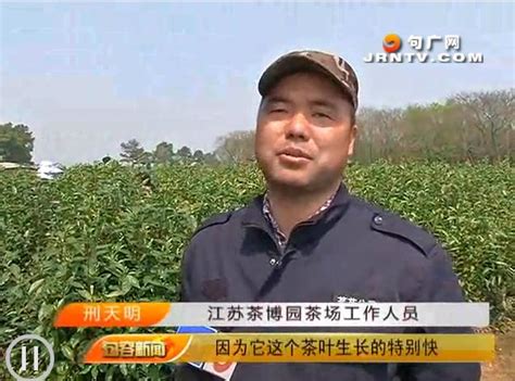 【句容电视台】千亩茶园迎来采摘小高峰 “候鸟工”破解用工难题 江苏农林职业技术学院