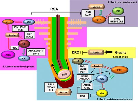 Generalized Overview Representing The Various Inter Hormonal Download Scientific Diagram