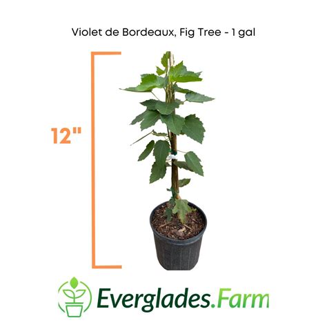 Violet De Bordeaux Dwarf Fig Tree Everglades Farm