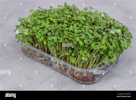 Growing Green Shoots Of Leaf Cabbage Seedlings And Young Plants Stock