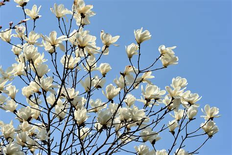 コブシとハクモクレン県民健康福祉村埼玉県越谷市 フォトさいたま