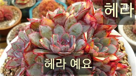 비니아 헤라 Succulents 에케베리아 에케베리아속 다육식물 다육이 다육 취미생활 예쁜다육이 국민다육 Youtube
