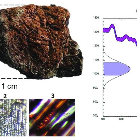 A Wood With Charred Face And 14 C S1 Fig Dating Sections 1 Cross