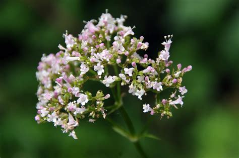 Contracturas Musculares 4 Plantas Relajantes Para Aliviar El Dolor De