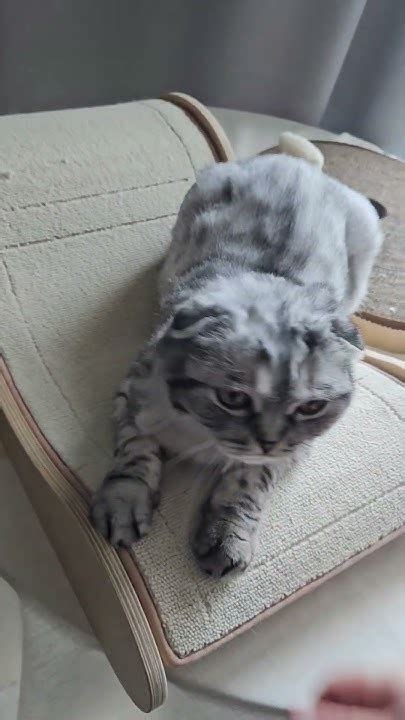 내킬때만 대답하는 후추 고양이 두부 Cute 고양이브이로그 Kitten Catlover Cutecat 고양이일상