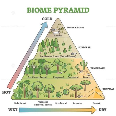 Temperate Deciduous Forest Energy Pyramid