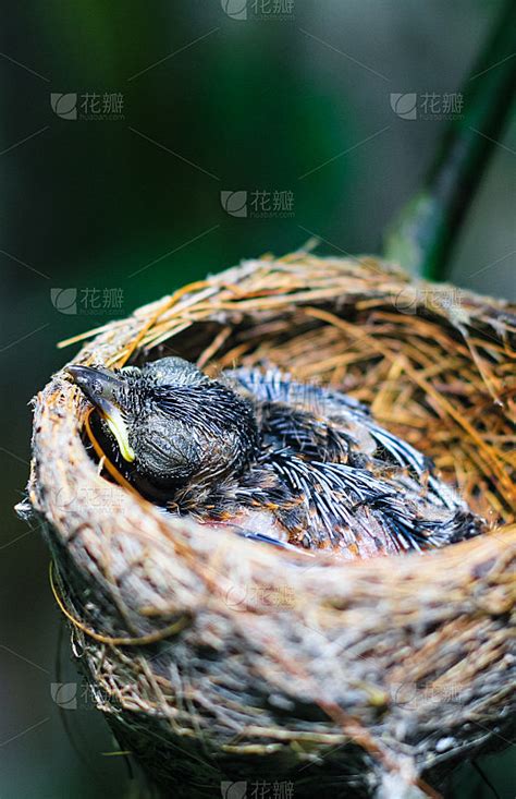幼鸟在巢中靠近。一只小鸟在巢中等待着妈妈。鸟宝宝仔细看。住在草做的鸟巢里。