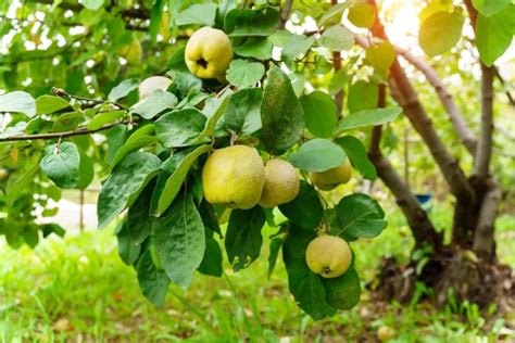 Quinces Planting Care And Diseases Plantura