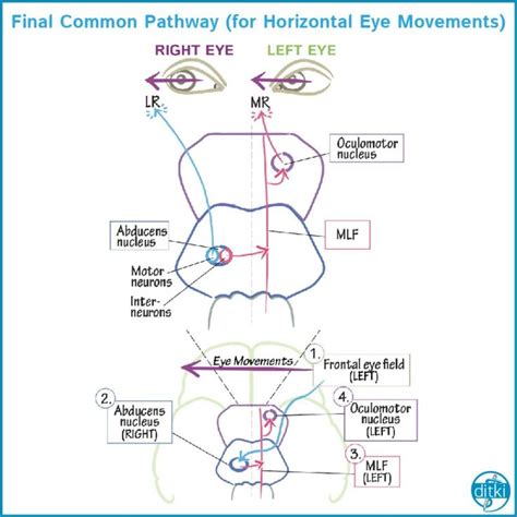 Here We Show That The Left Frontal Eye Field Drives The Eyes To The Right As Fo Brain Anatomy